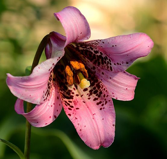 Lilium bakerianum var. rubrum Passiflora.ru