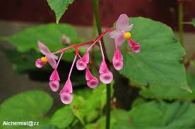 Begonia grandis store