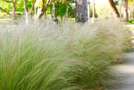 Stipa tenuissima Pony Tails Passiflora.ru