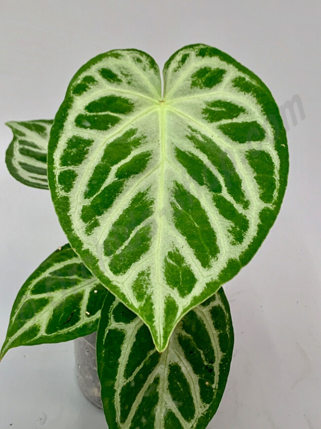 Anthurium crystallinum Silver Queen
